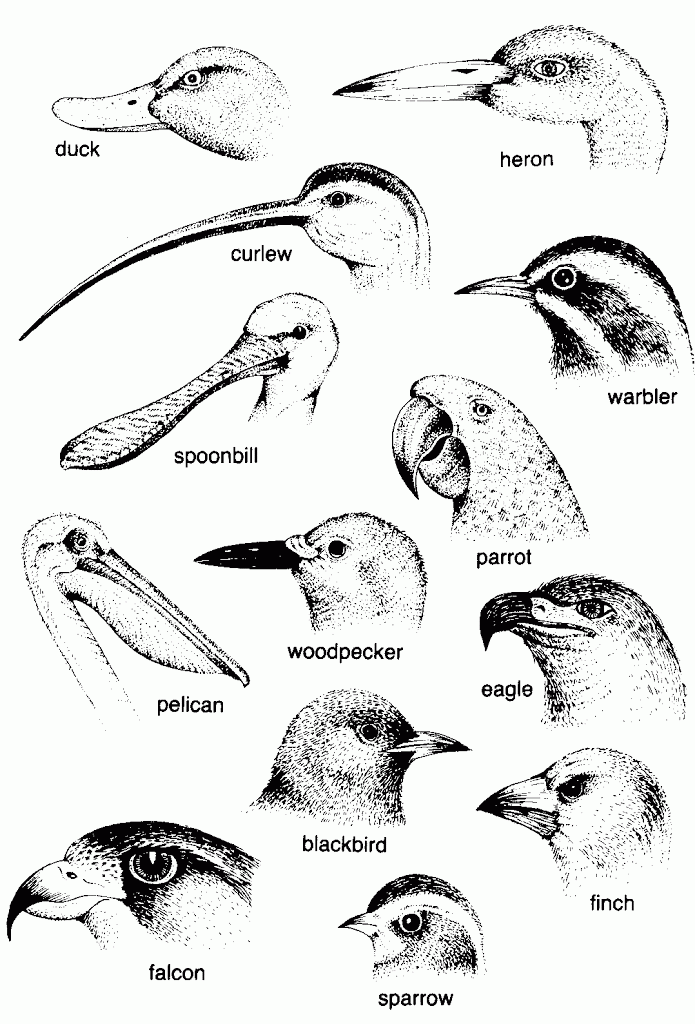 Birds: Beaks & Feet